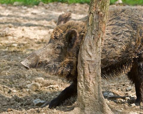 Squeal On Pigs | Wild pigs are widespread in Manitoba