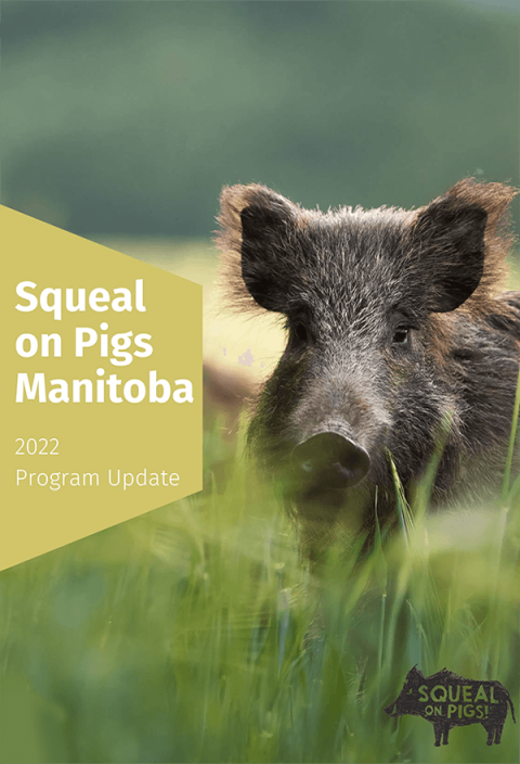 Reports | Squeal On Pigs